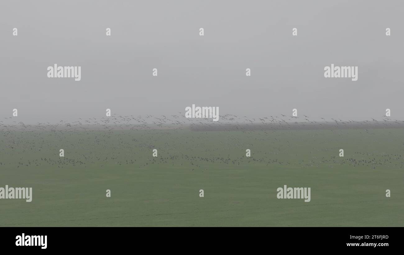 Flock of geese in flying over farm fields. Flight with wild birds, with ...