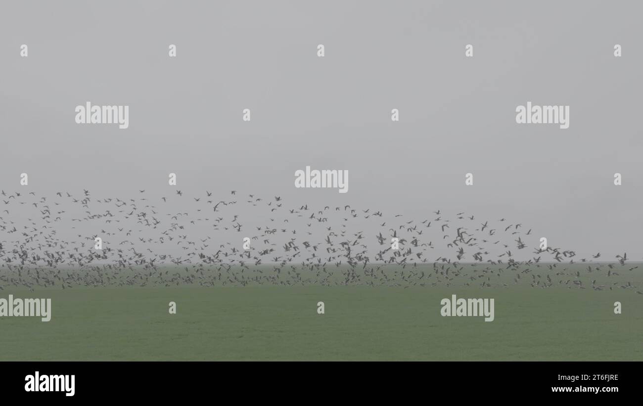 Flock of geese in flying over farm fields. Flight with wild birds, with ...