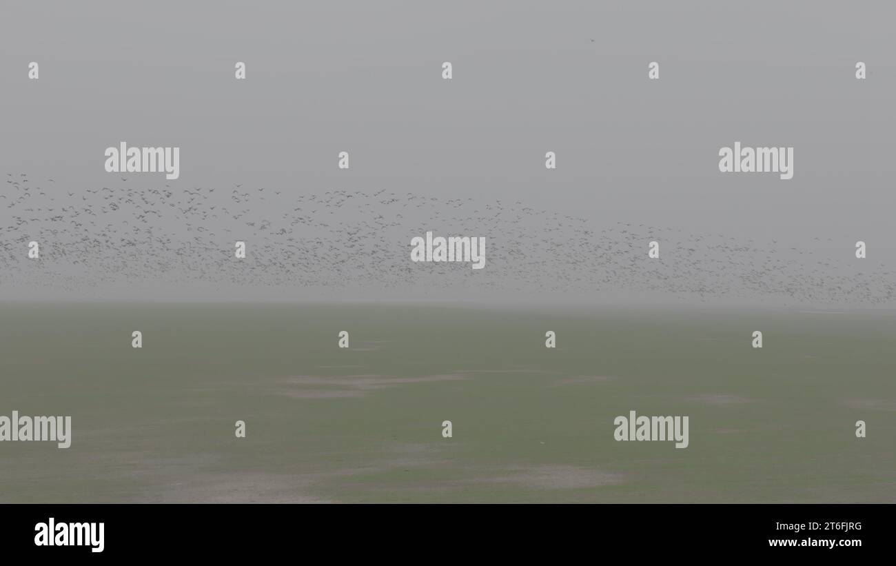 Flock of geese in flying over farm fields. Flight with wild birds, with ...