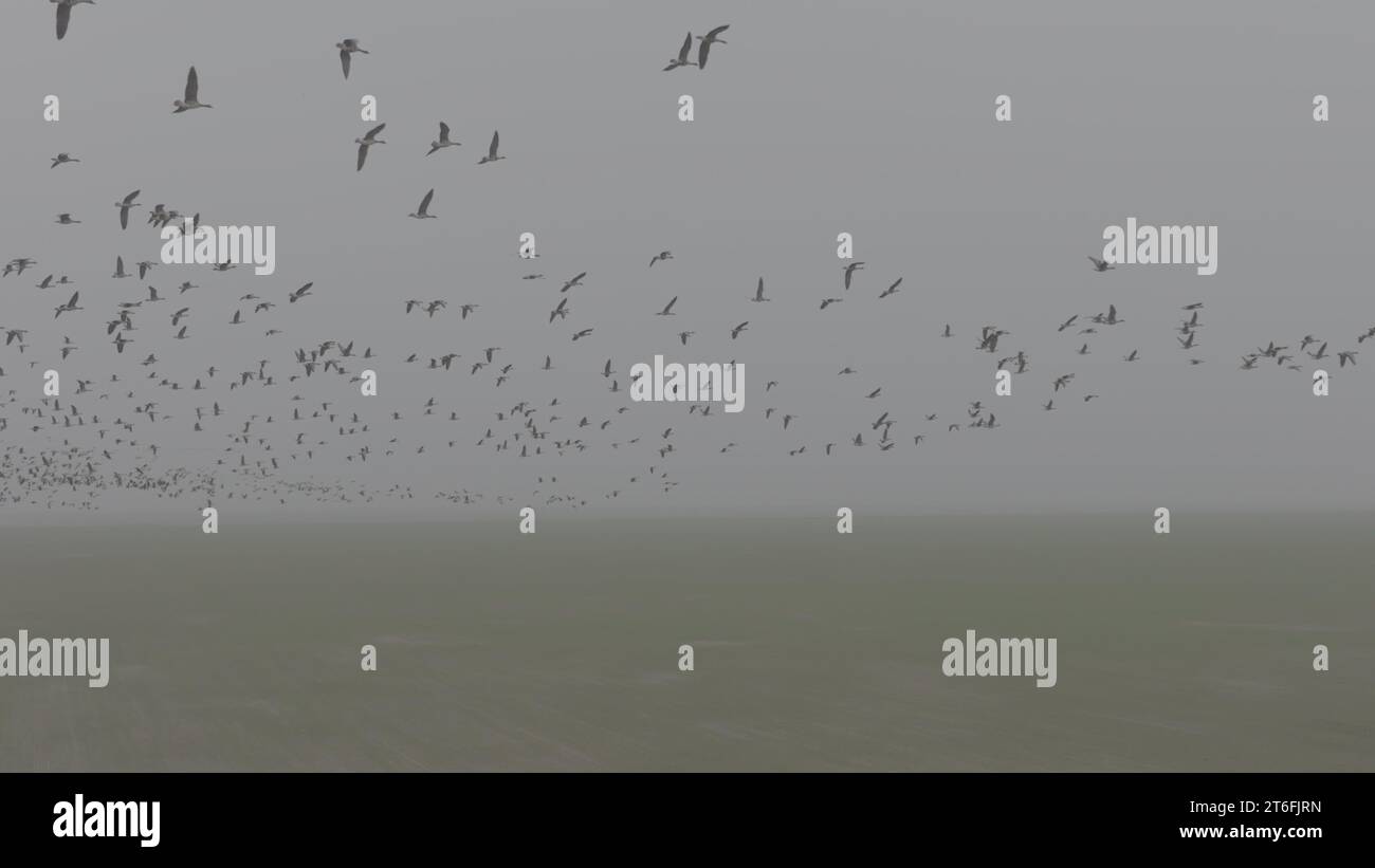 Flock of geese in flying over farm fields. Flight with wild birds, with ...