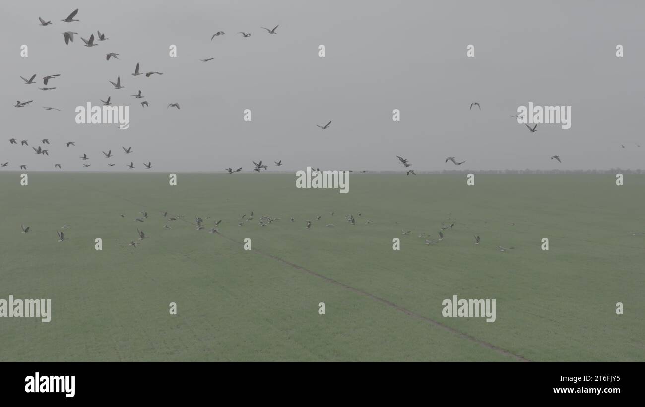Flock of geese in flying over farm fields. Flight with wild birds, with ...