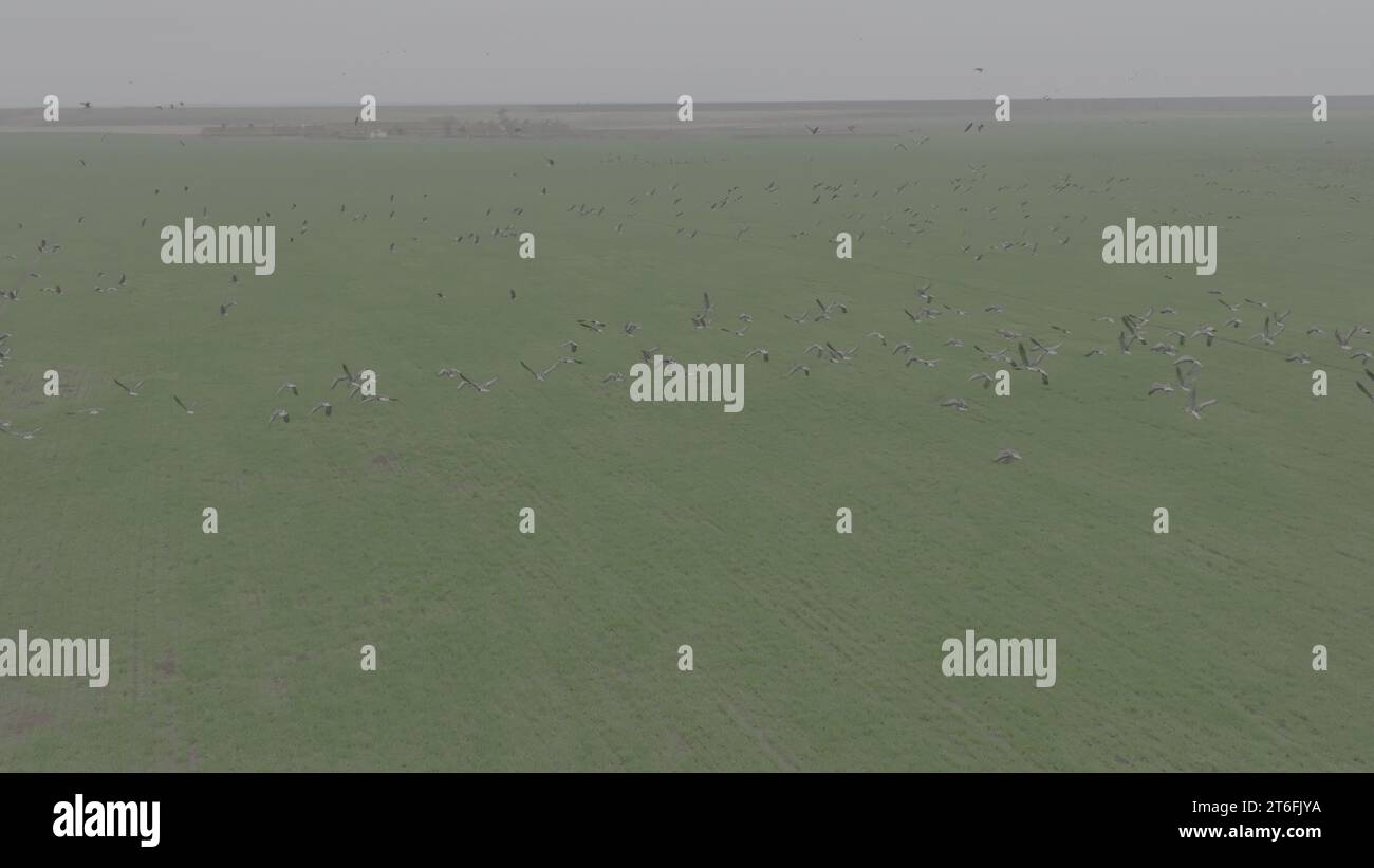 Flock of geese in flying over farm fields. Flight with wild birds, with ...