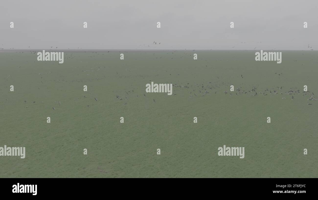 Flock of geese in flying over farm fields. Flight with wild birds, with ...
