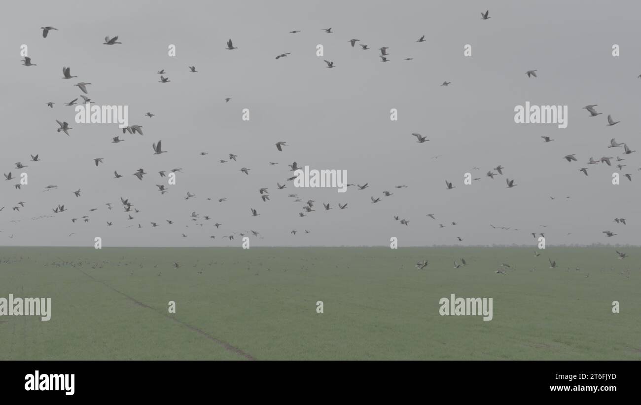 Flock of geese in flying over farm fields. Flight with wild birds, with ...