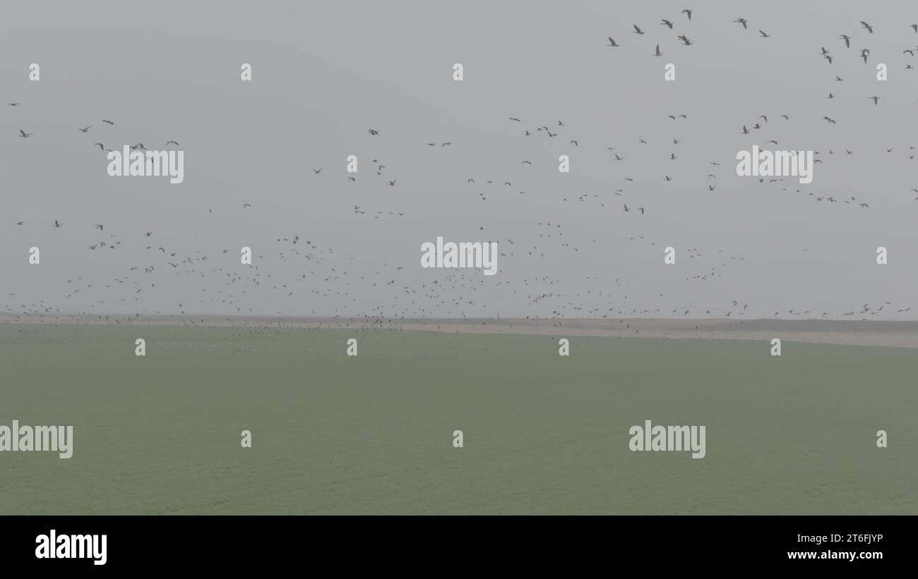 Flock of geese in flying over farm fields. Flight with wild birds, with ...