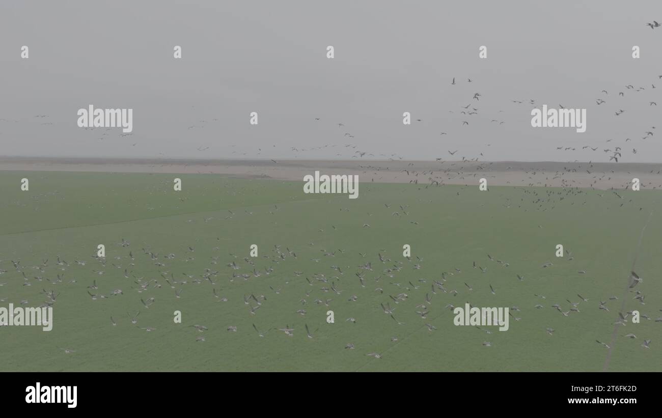 Flock of geese in flying over farm fields. Flight with wild birds, with ...