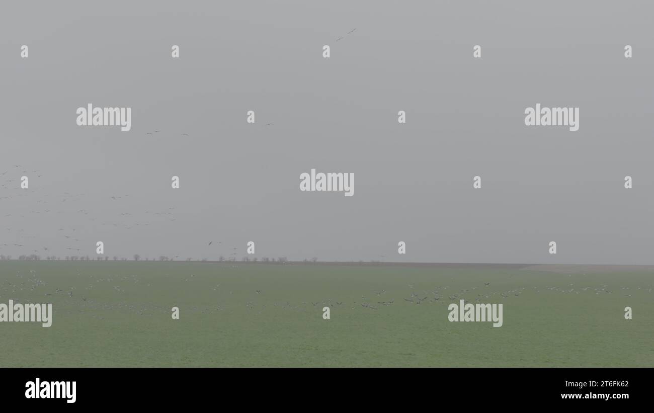 Flock of geese in flying over farm fields. Flight with wild birds, with ...