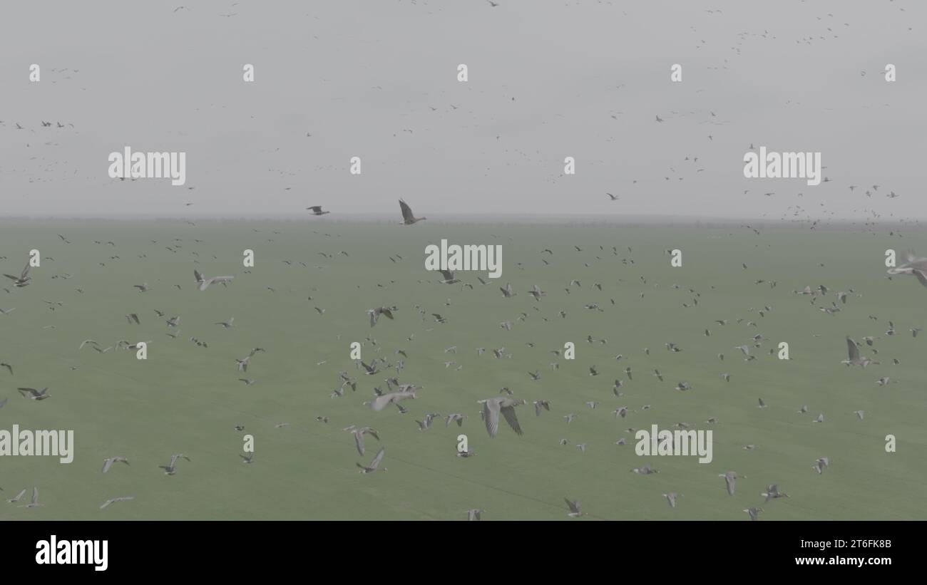 Flock of geese in flying over farm fields. Flight with wild birds, with ...