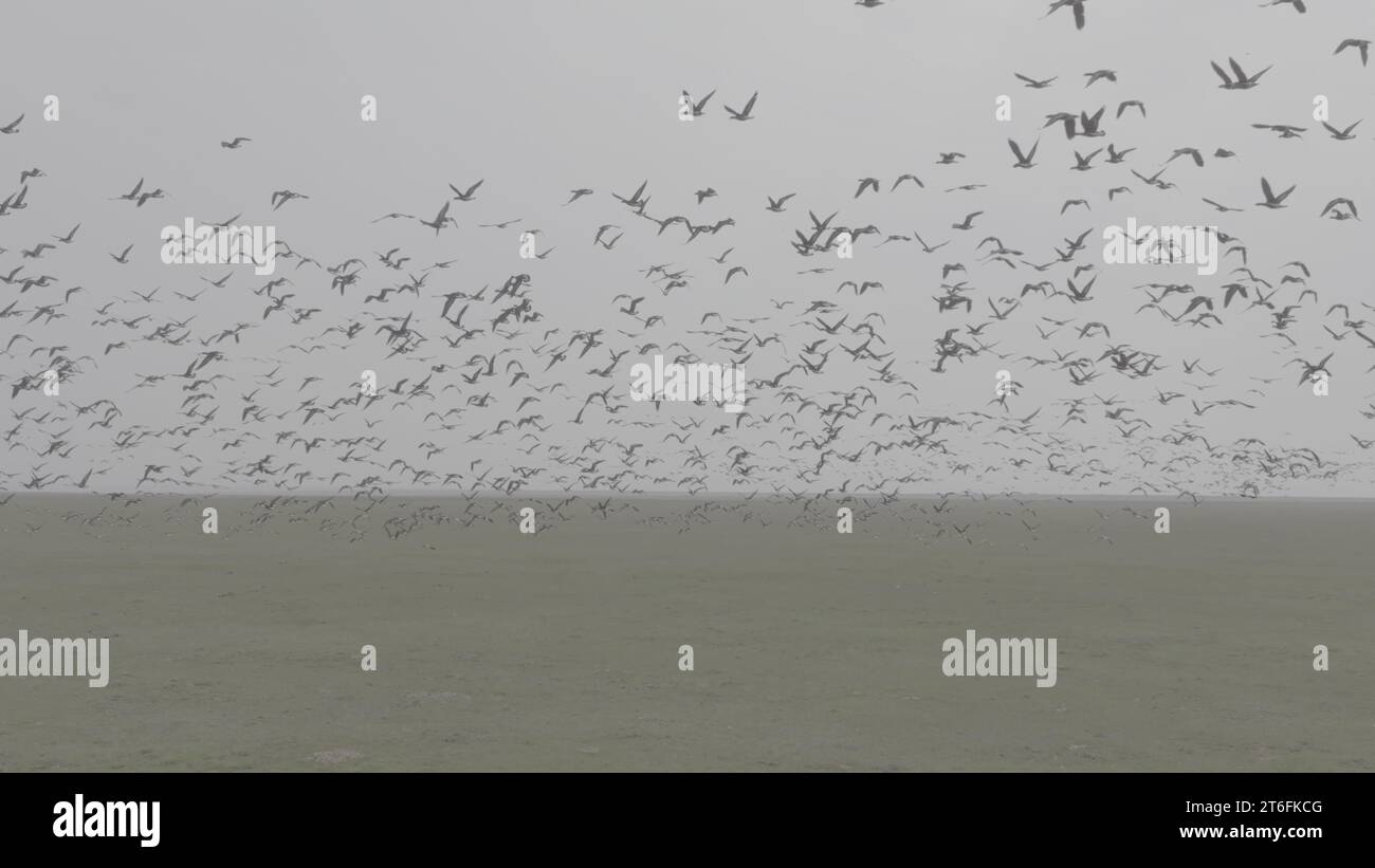 Flock of geese in flying, Branta ruficollis. Flight with wild birds ...