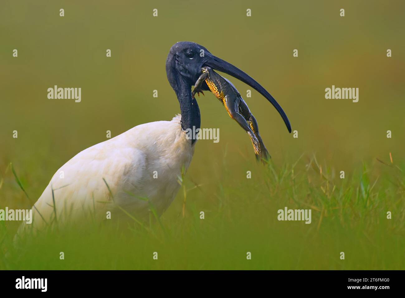Ibis with frog in throat, as frog lays straight legged. ODISHA, INDIA ...