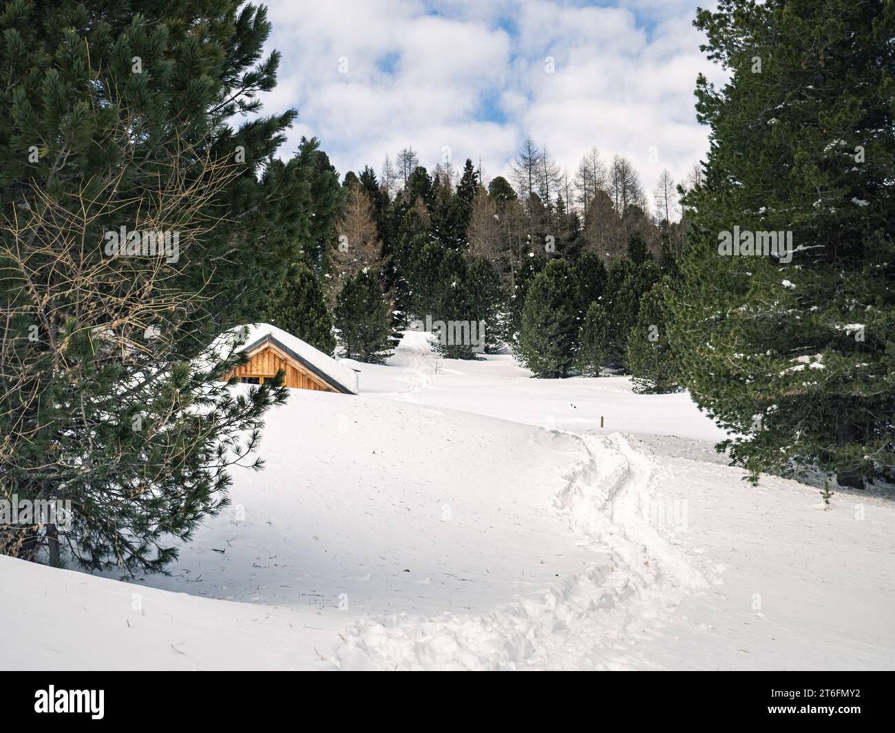 Empty forest path tourist trail during winter in deep snow, with wooden ...