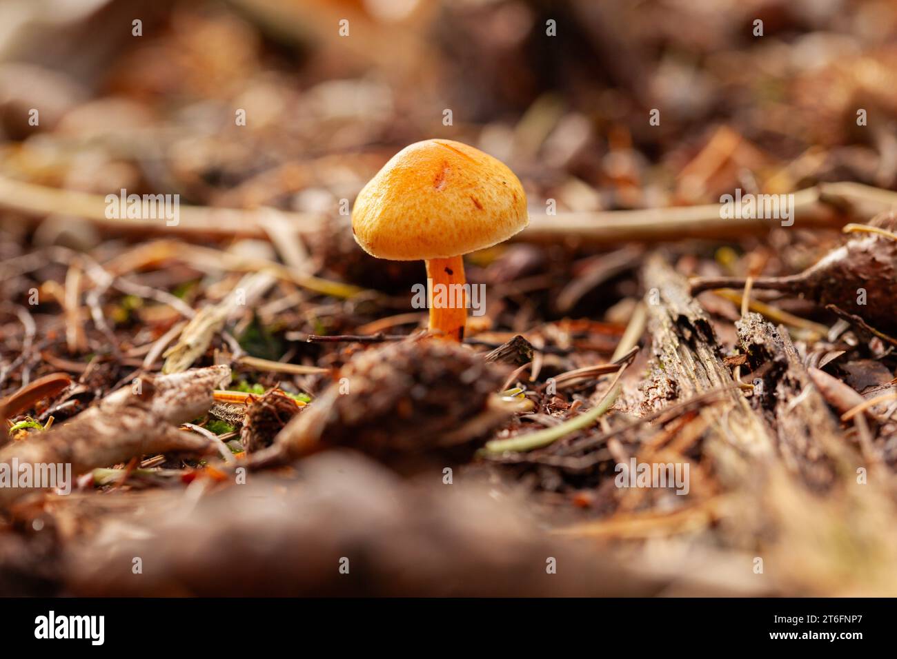 A mushroom atop a mound of crunchy autumn leaves in a forest in the ...