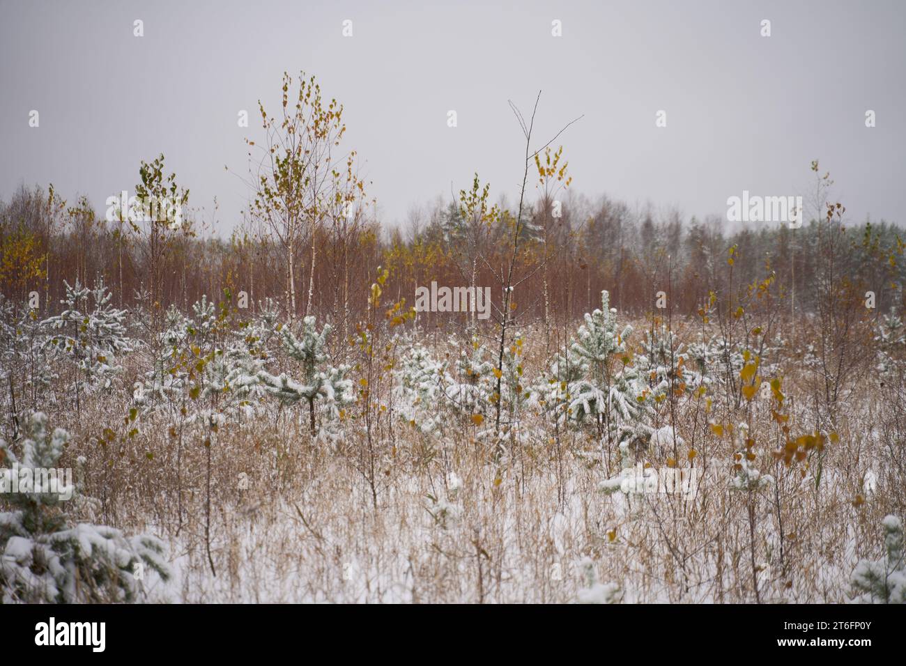 Snow motion flakes fall down hi-res stock photography and images - Alamy