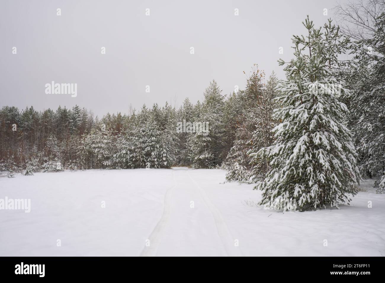 Flakes of snow falling down winter landscape. Winter is Coming Stock ...