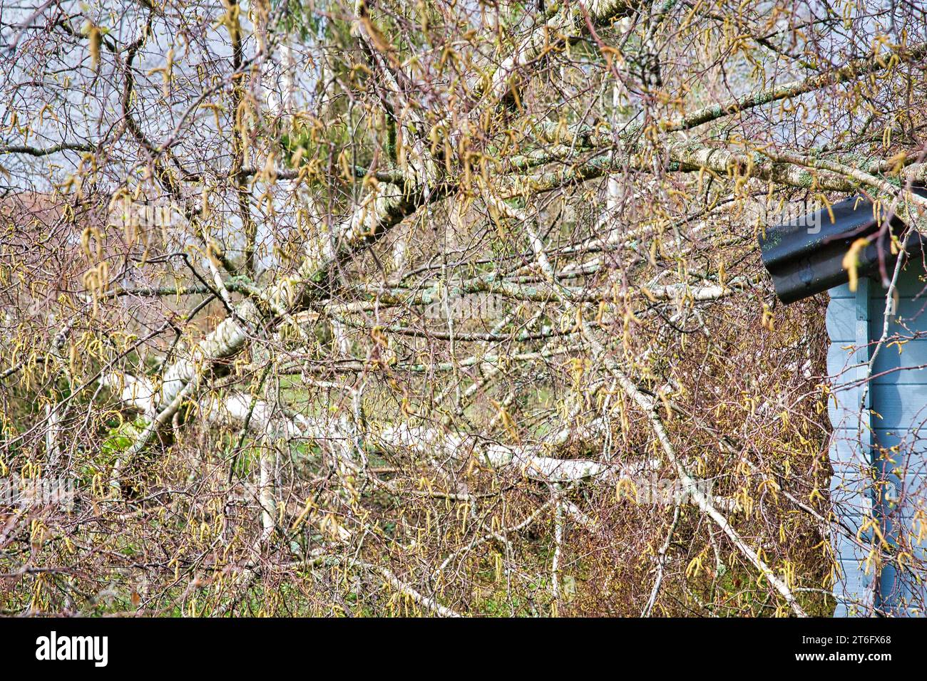 Downed birch hi-res stock photography and images - Alamy