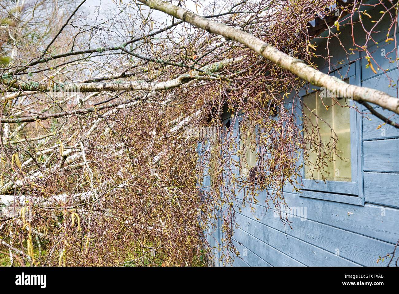Downed birch hi-res stock photography and images - Alamy