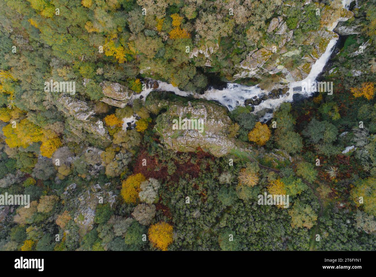 Aerial view oak tree hi-res stock photography and images - Alamy