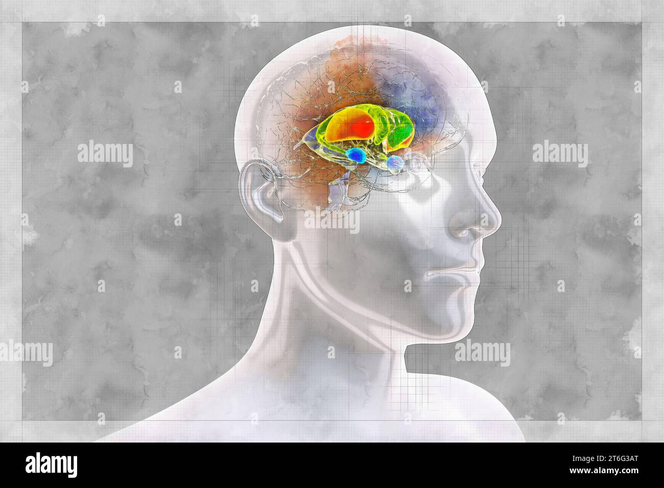 Brain dorsal striatum anatomy, 3D illustration in sketch style. The dorsal striatum consists of ...