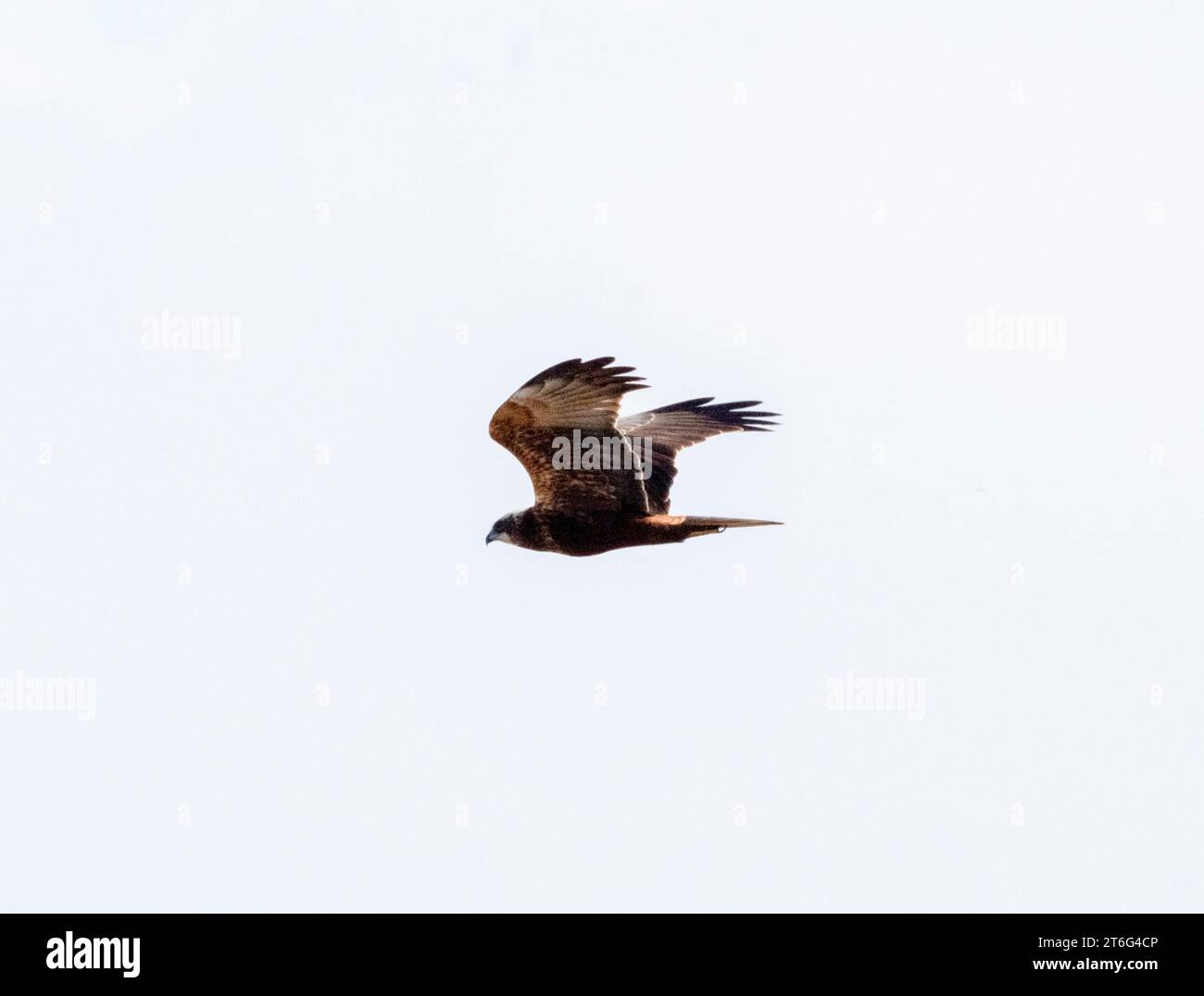 Marsh Harrier (Circusae aeruginosus) flying over Akrotiri Marsh Cyprus ...