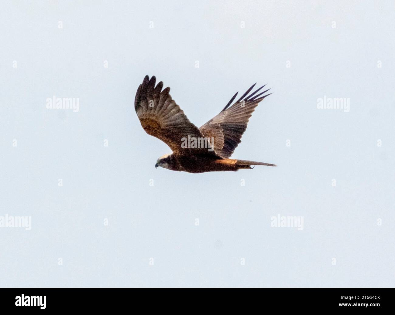 Marsh Harrier (Circusae aeruginosus) flying over Akrotiri Marsh Cyprus ...