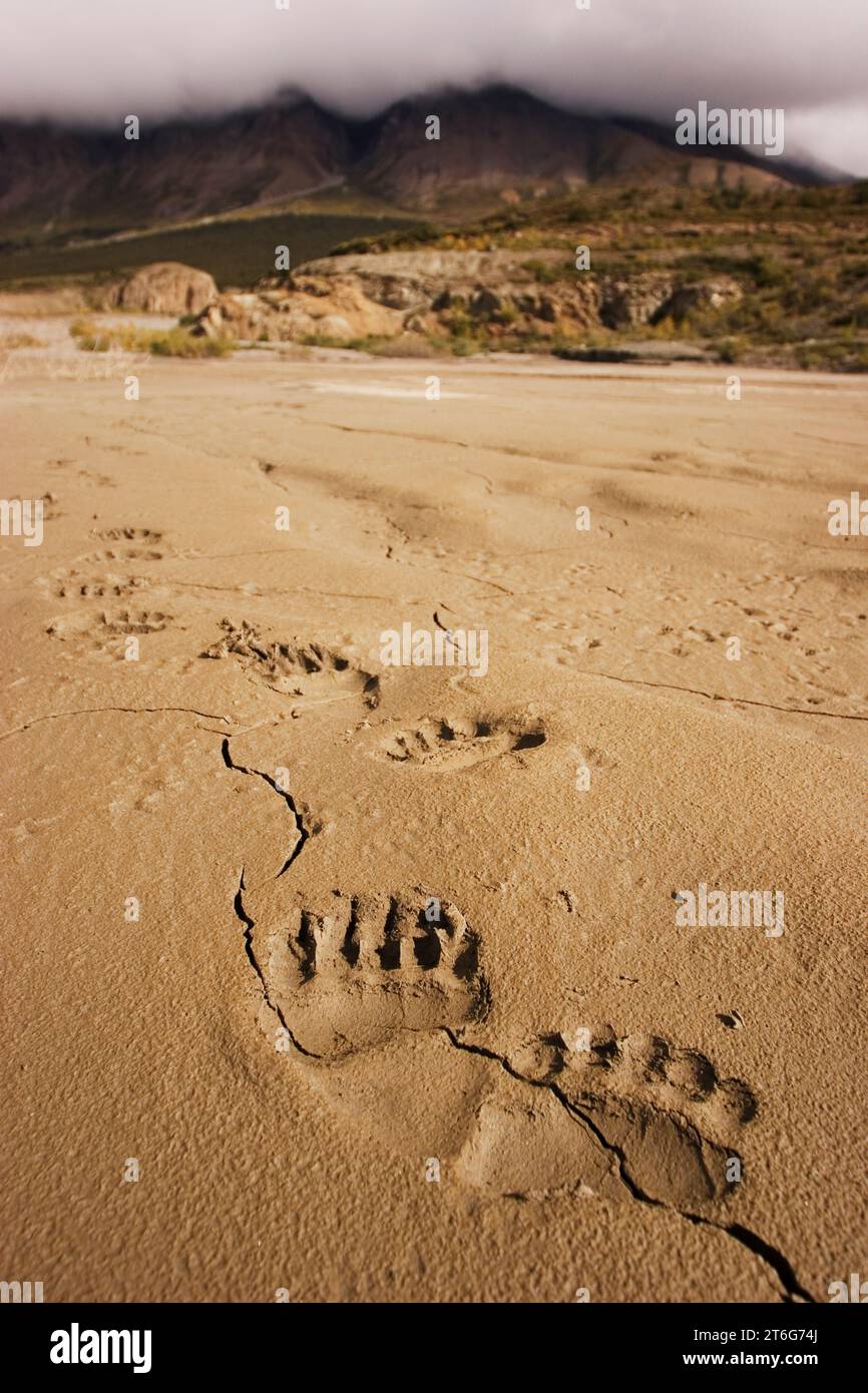 Grizzly bear paw prints in mud near the Donjek Glacier, Kluane National Park, Yukon Territory ...