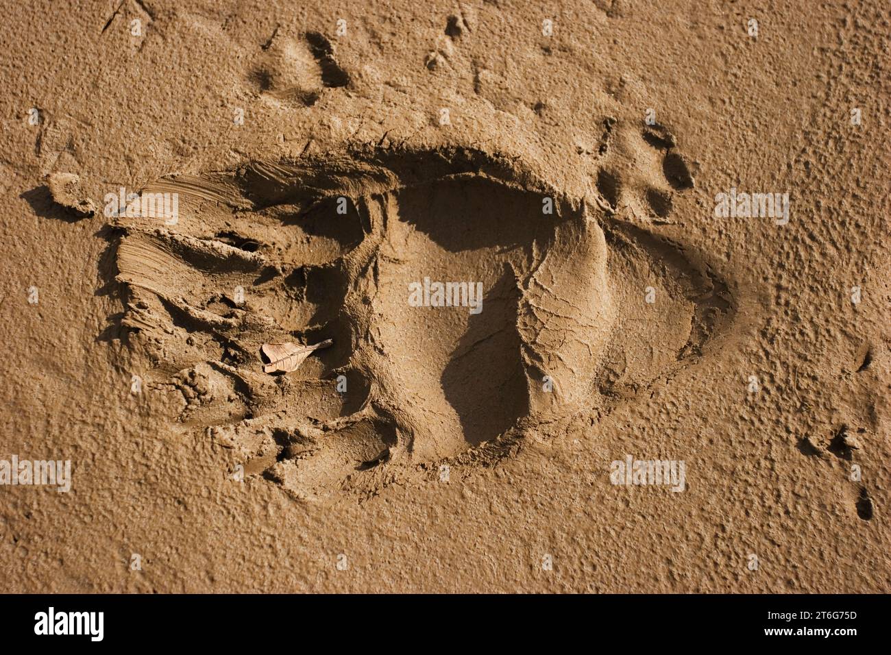 Grizzly bear and fox paw prints in mud near the Donjek Glacier, Kluane ...
