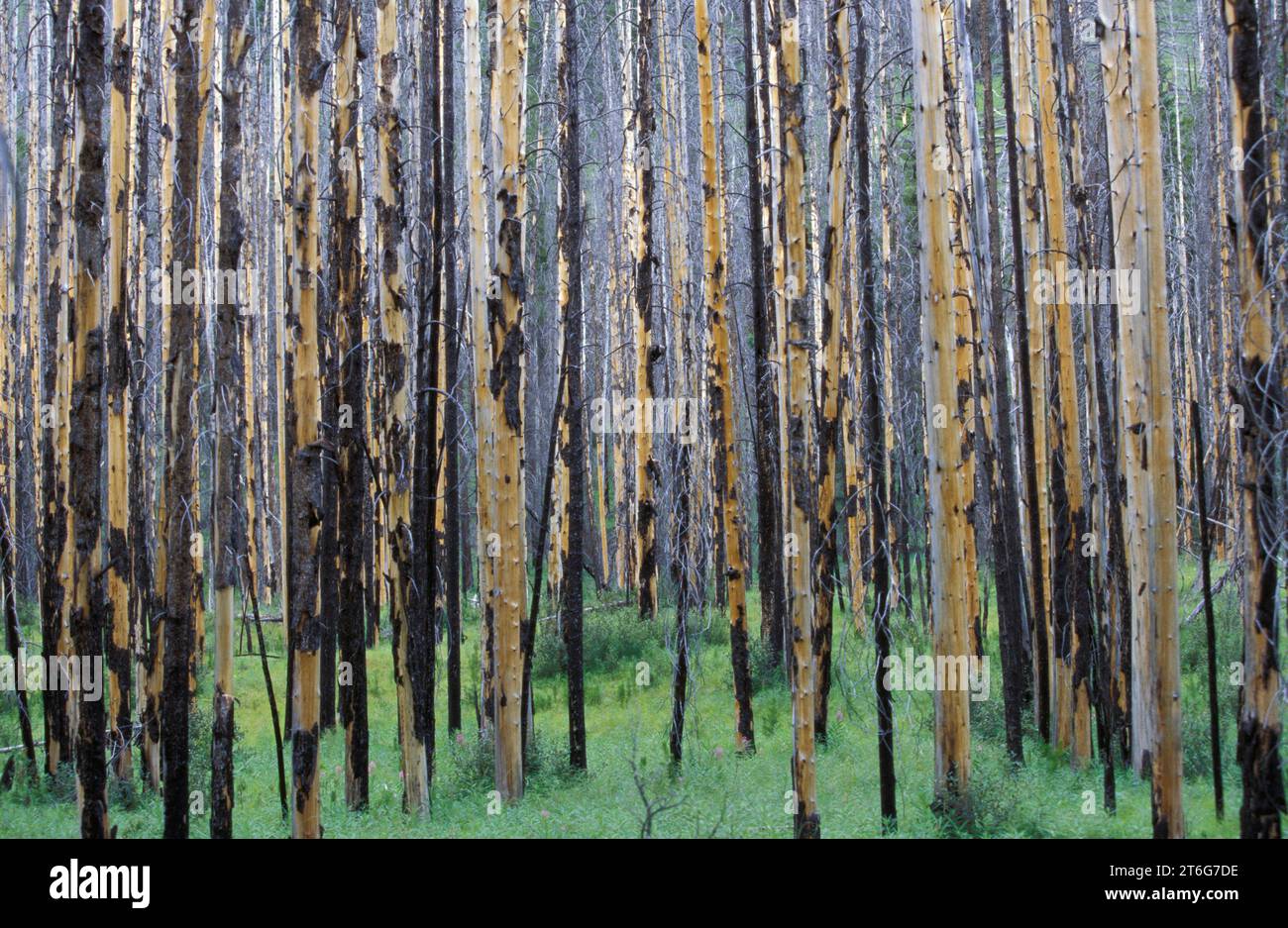 Burned trees after a prescribed burn (forest fire) in the Rocky ...