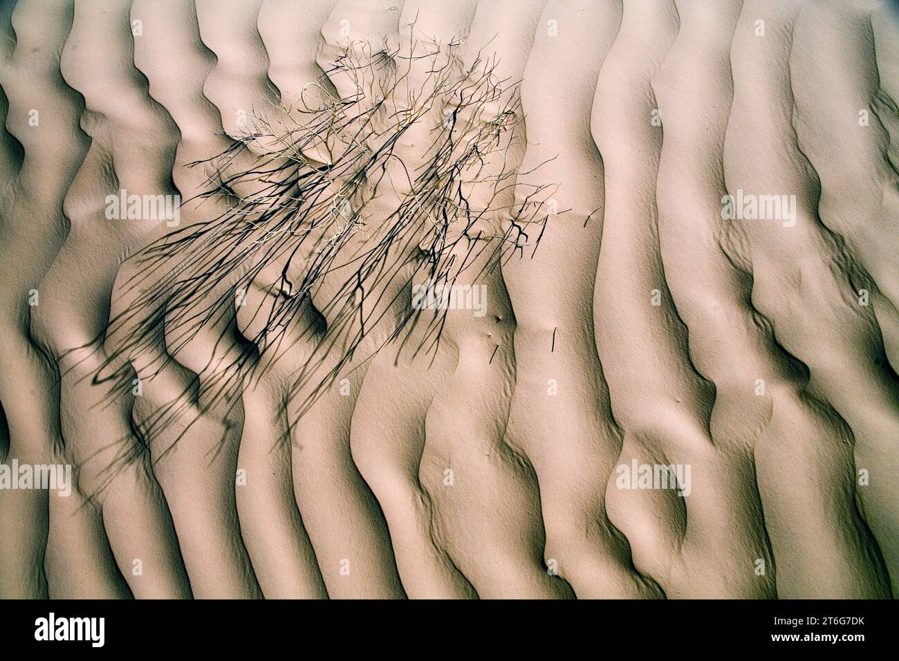 Saharan sand dunes hi-res stock photography and images - Alamy