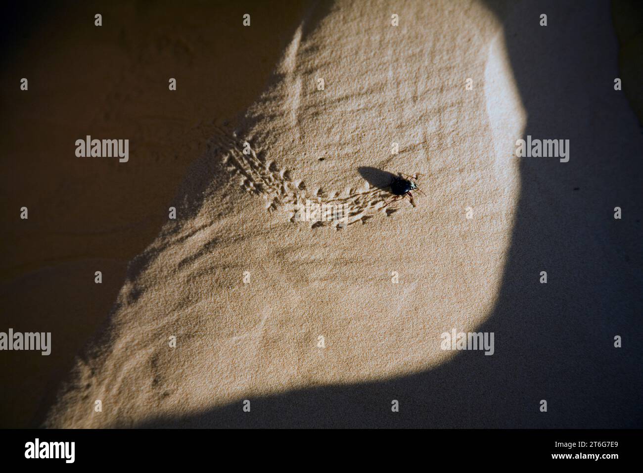 Insect track sand hi-res stock photography and images - Alamy