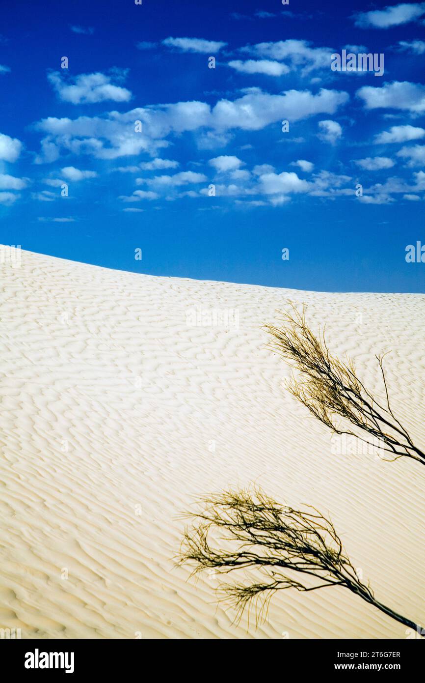 Dried shrubs in the desert hi-res stock photography and images - Alamy
