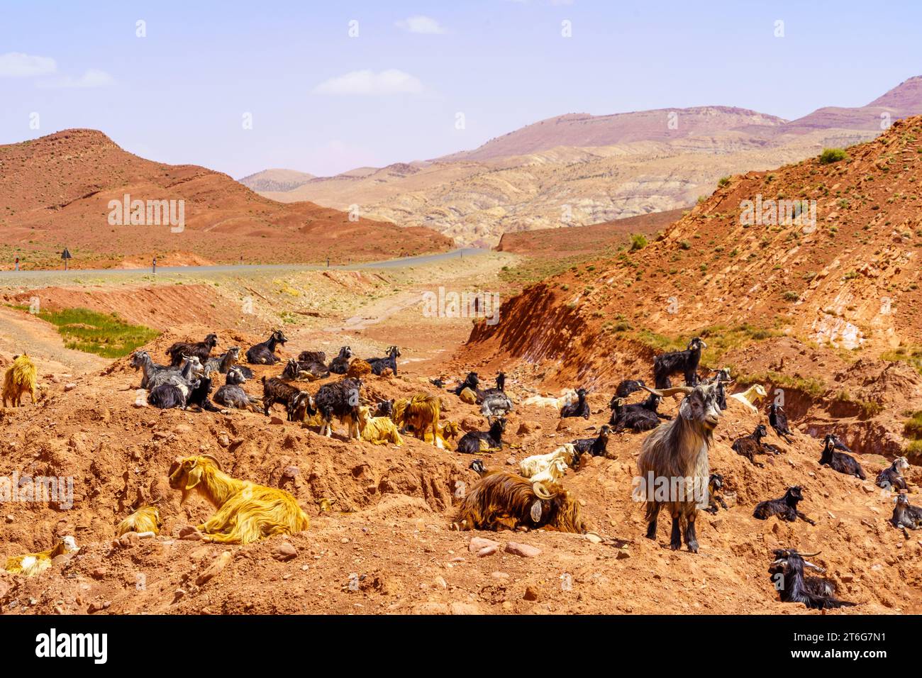 View of landscape and a herd of goats, in the High Atlas Mountains ...