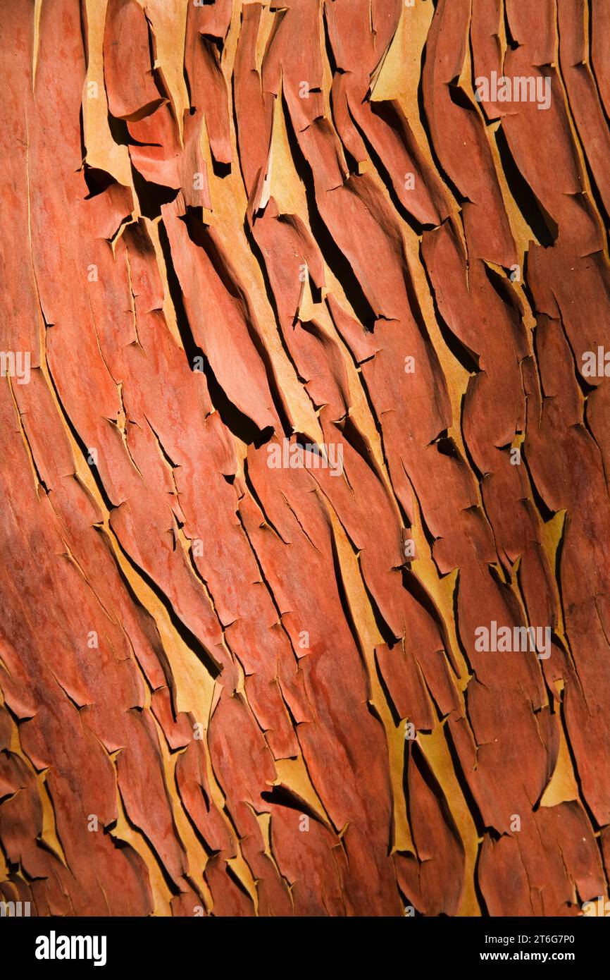 Peeling bark of arbutus tree Stock Photo - Alamy