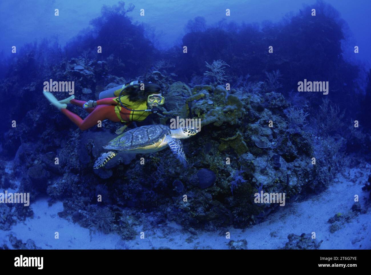 Female hawksbill sea turtle hi-res stock photography and images - Alamy
