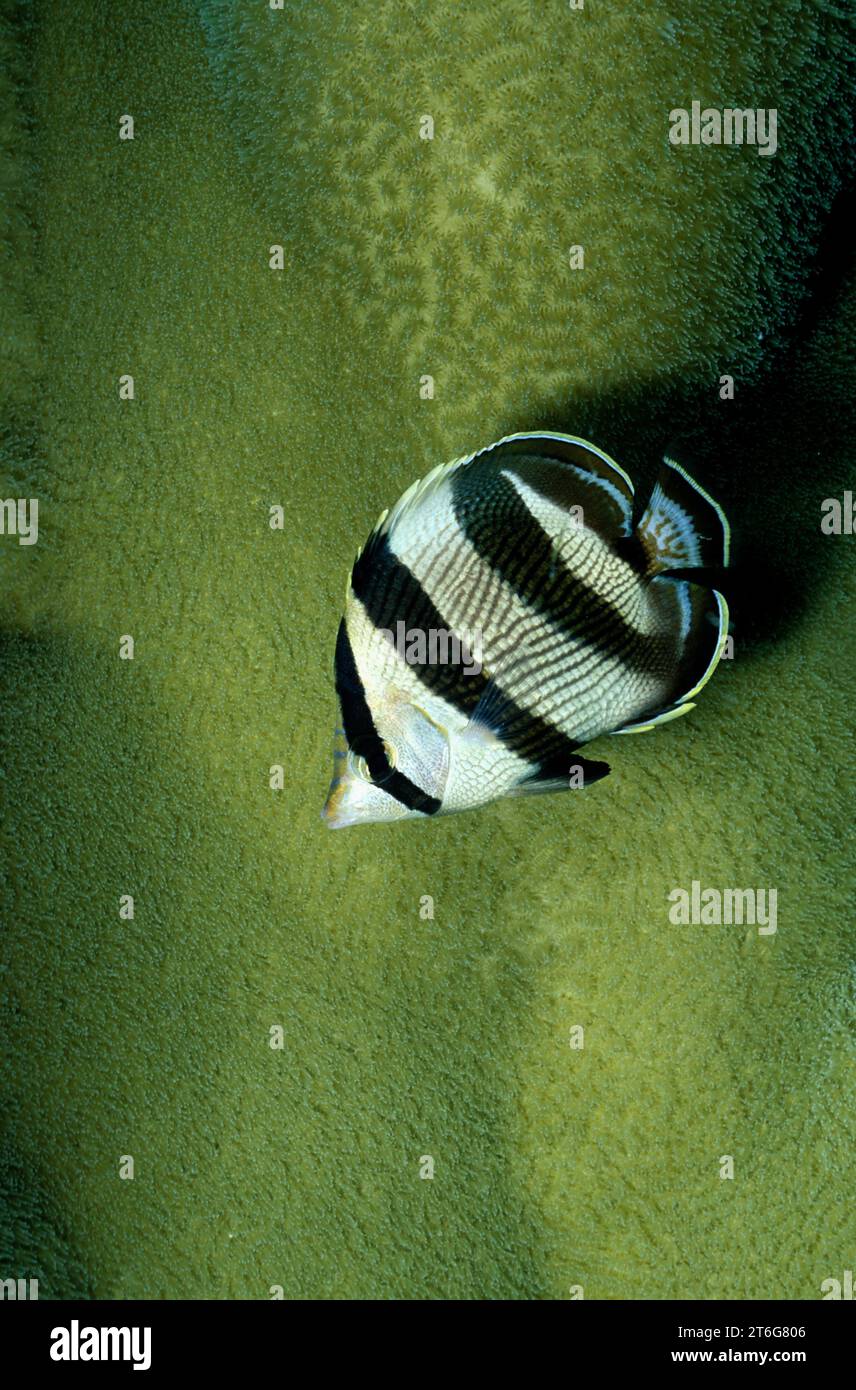A BANDED BUTTERFLYFISH Chaetodon striatus POSES AGAINST A STAND OF ...