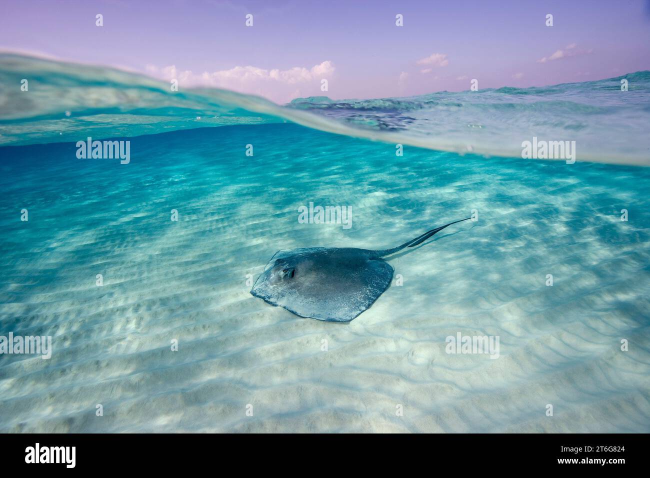 Southern stingray (Dasyatis americana) above sand bottom, Grand Cayman ...