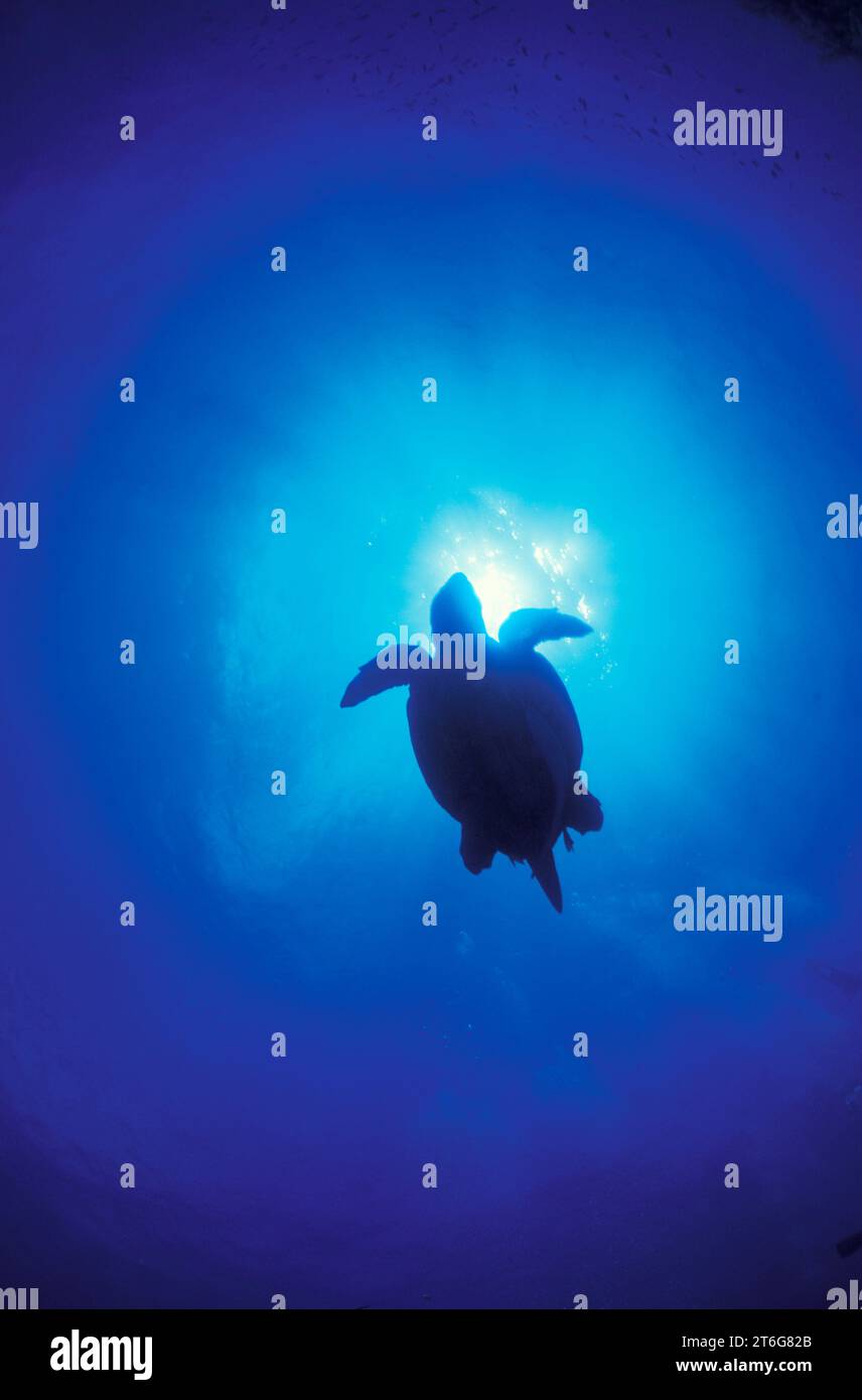 Silhouette of loggerhead turtle (Caretta caretta), Exuma Island chain ...