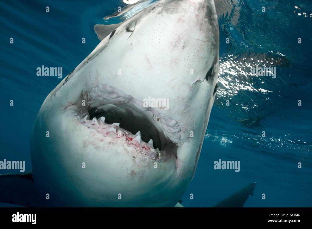 Great white shark (Carcharodon carcharias) turns towards the bait ...