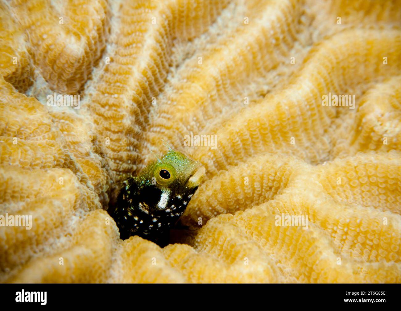 Tiny blenny (Acanthemblemaria maria) peeks out from his home in a head ...