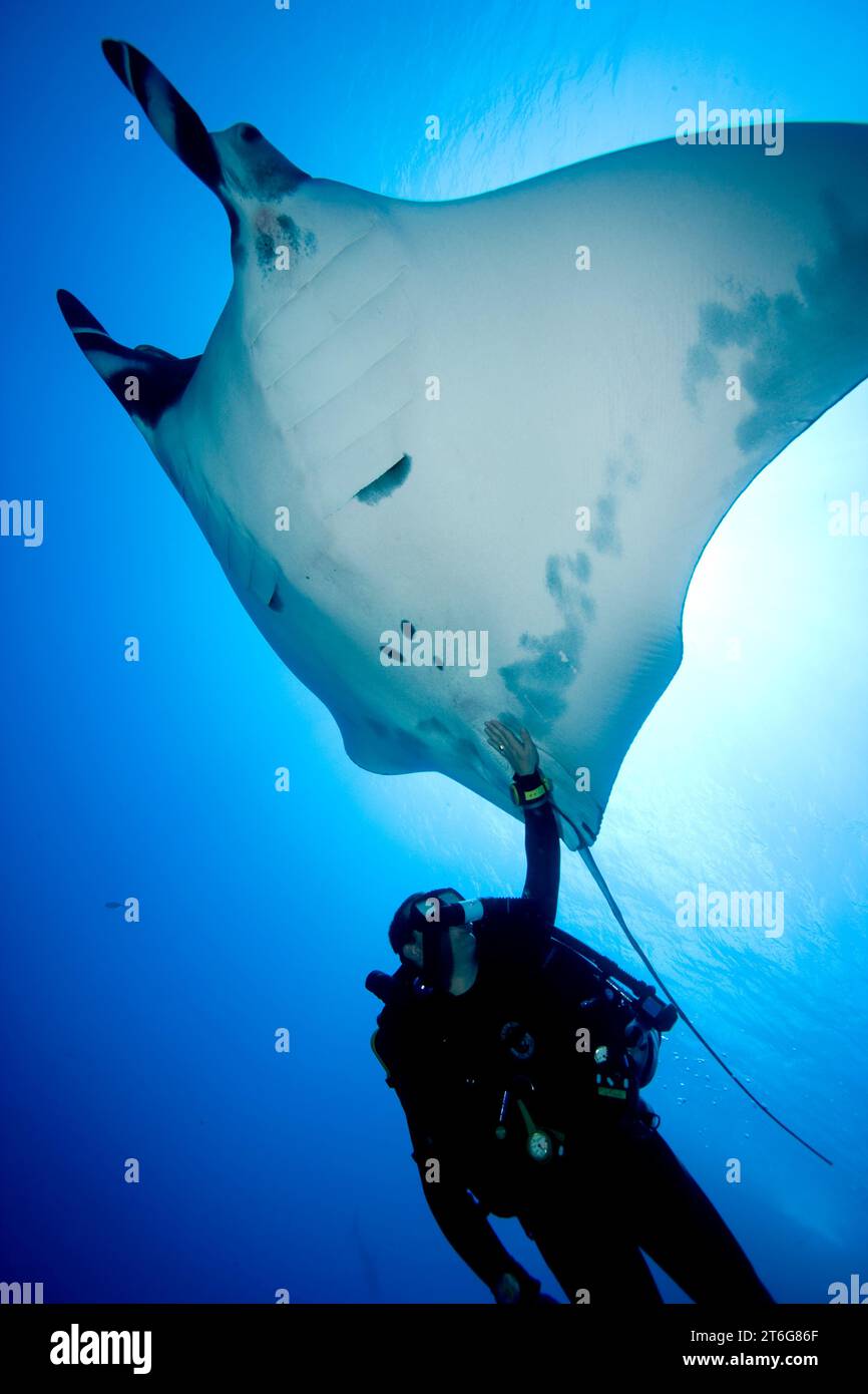 Male scuba diver interacts with Pacific manta ray (Manta hamiltoni ...