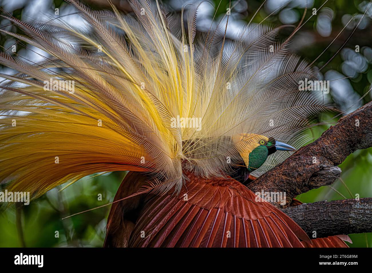 The greater bird of paradise INDONESIA NATURALIST David Attenborough?s ...