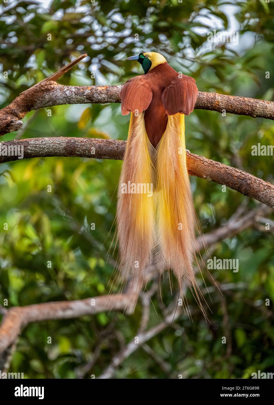 Bird photography INDONESIA NATURALIST David Attenborough?s favourite ...