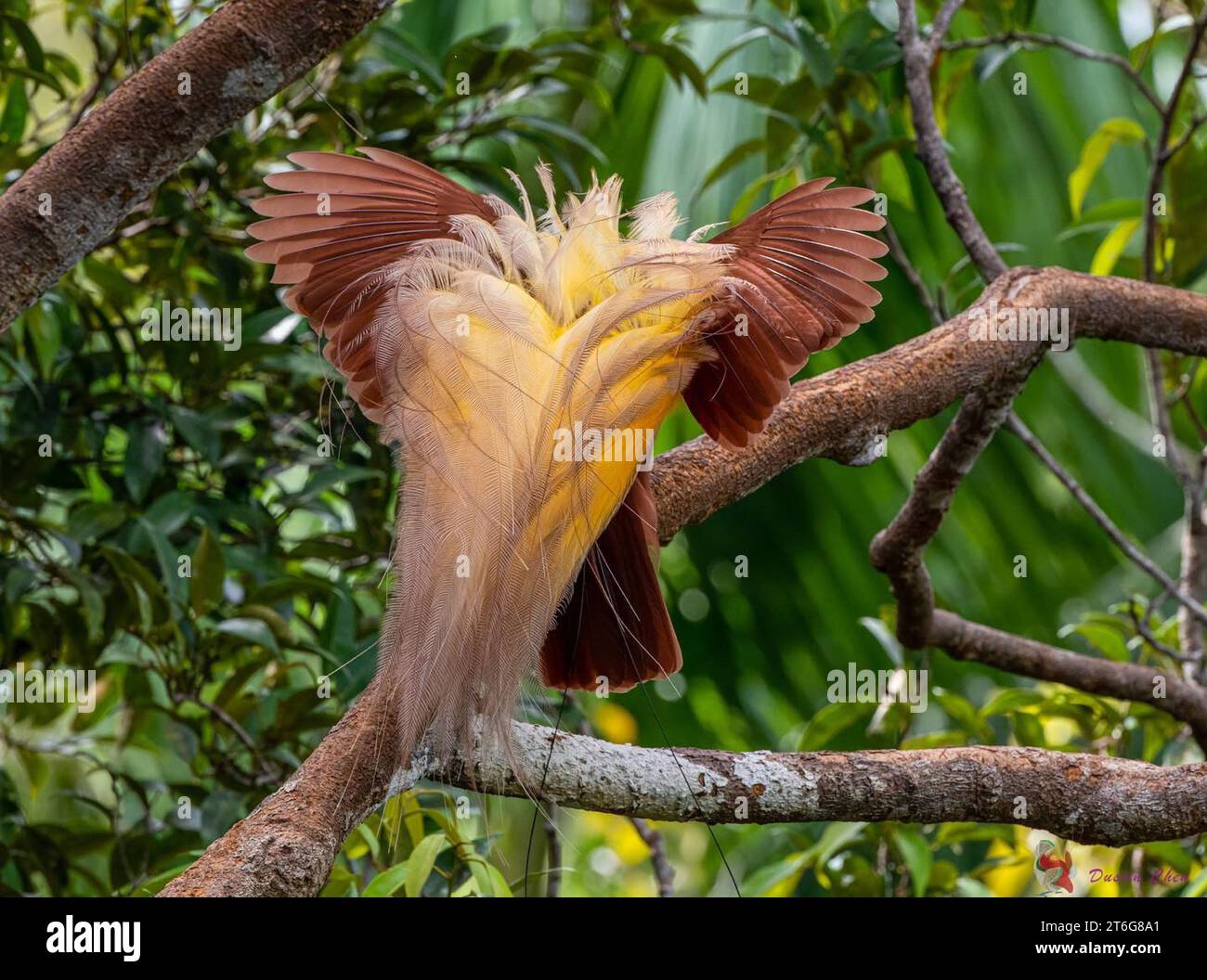 The male bird of paradise showing off its colours INDONESIA NATURALIST ...