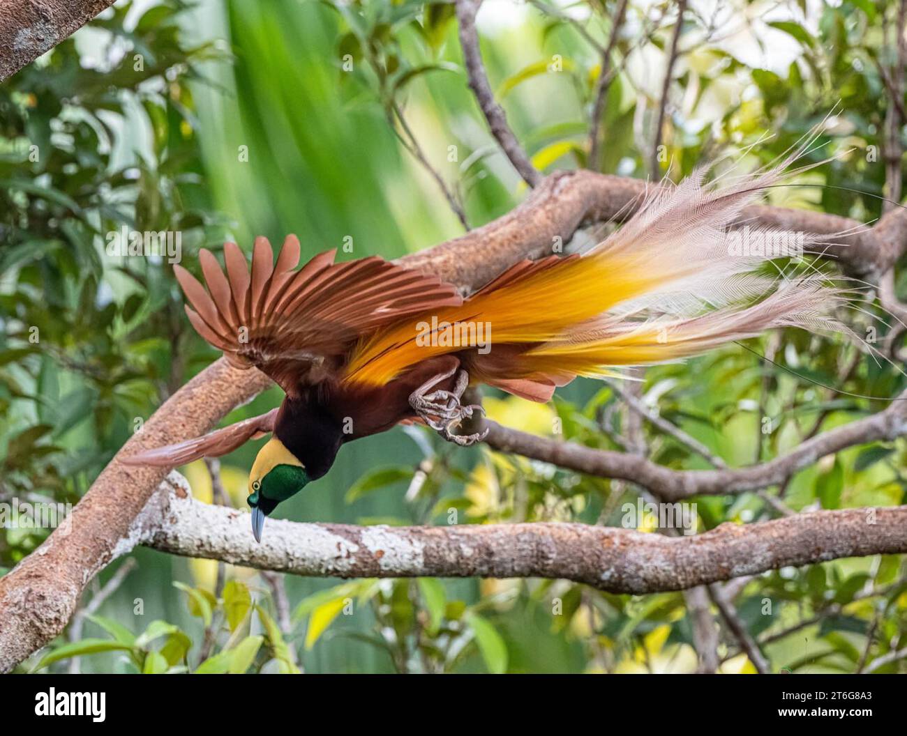 The dancing ritual during courtship INDONESIA NATURALIST David ...