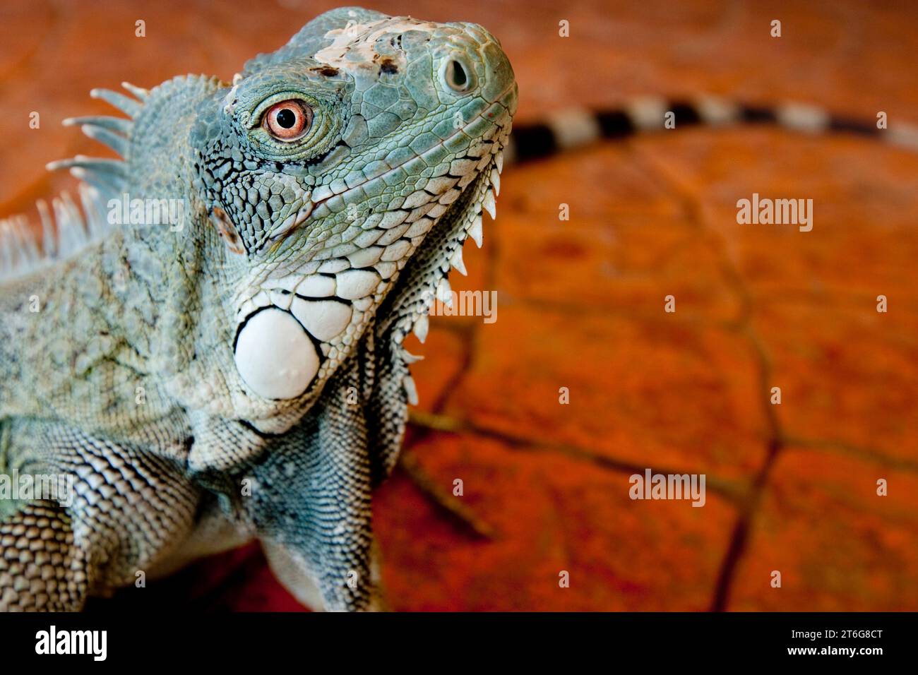 Close-up of a Rock Iguana (Cyclura sp.), on the Island of Bonaire Stock ...