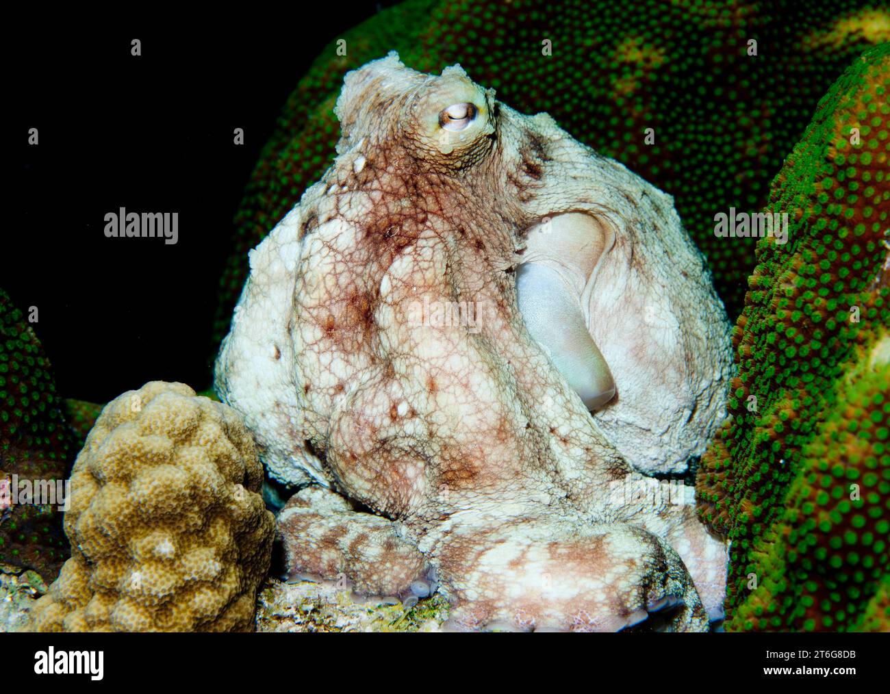 Caribbean reef octops (Octopus briareus) huddles near a coral head at ...