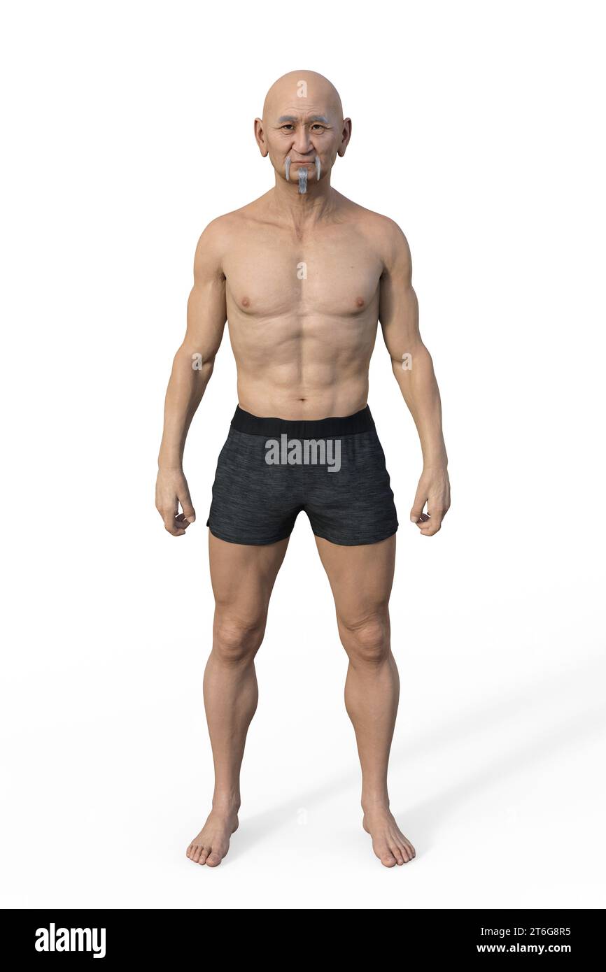 A 3D illustration of a male body with mesomorph body type ...