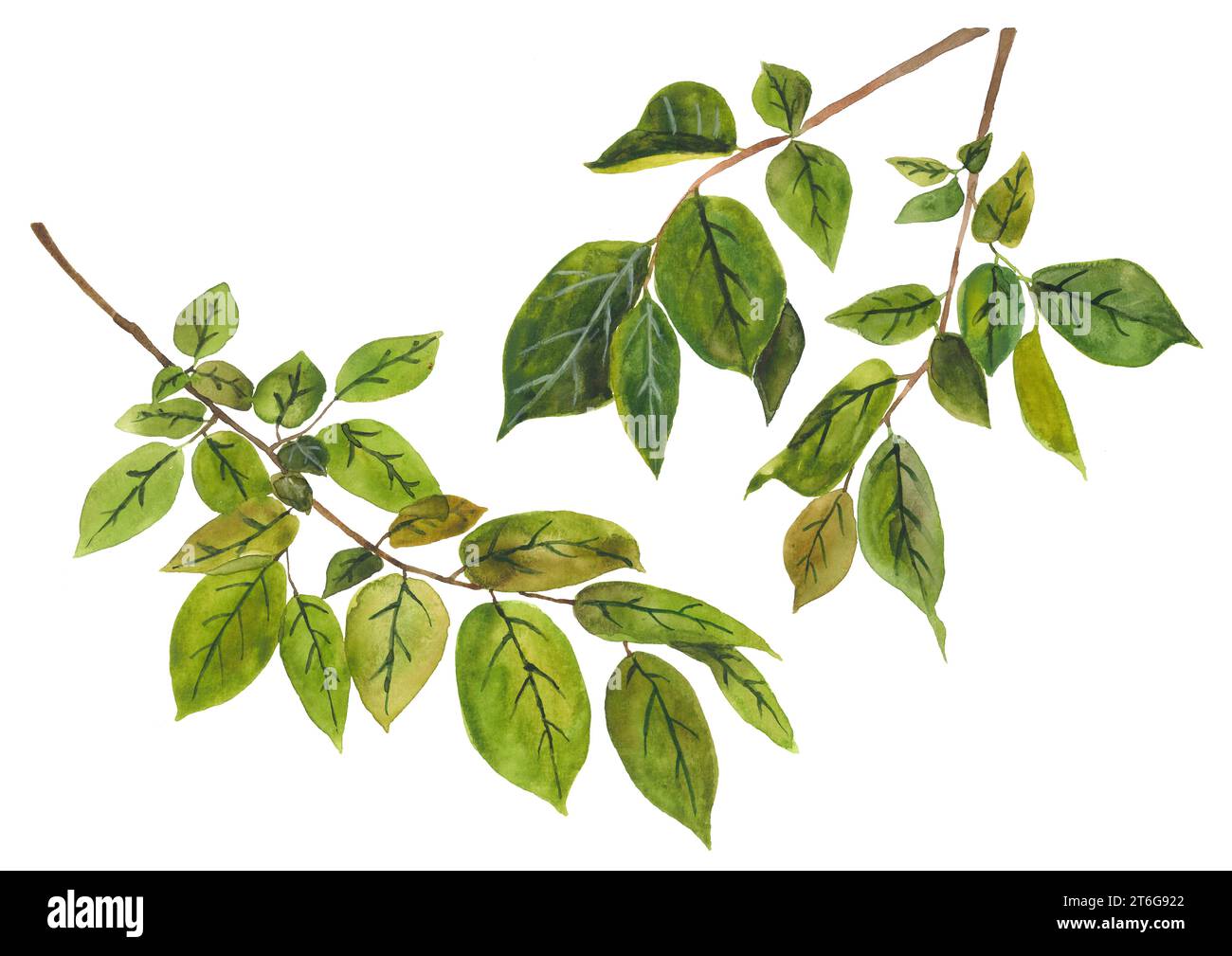 Three tree branches isolated on white Stock Photo - Alamy