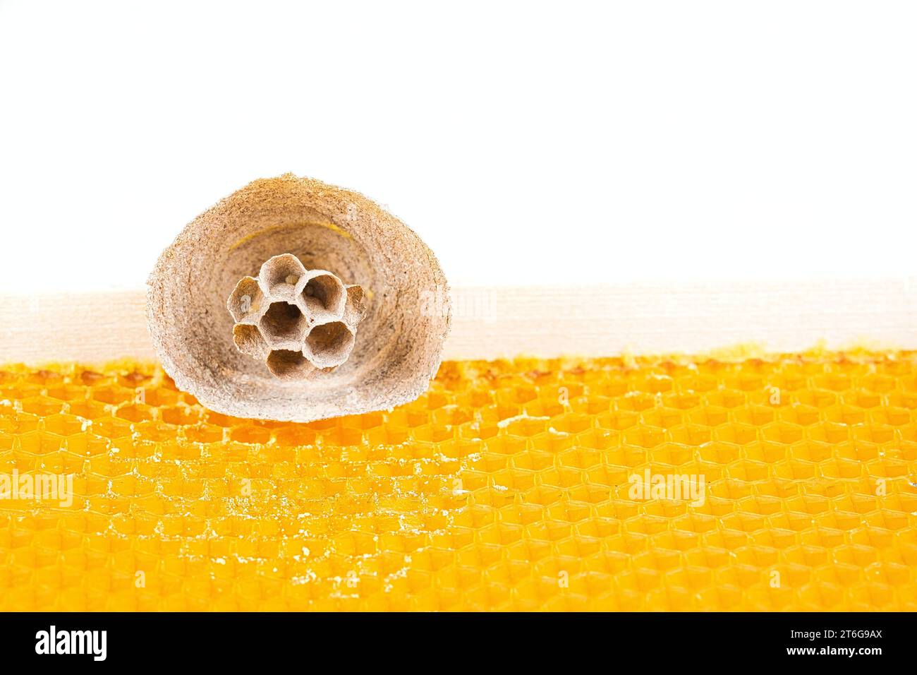 Caterpillar in bee nest hi-res stock photography and images - Alamy