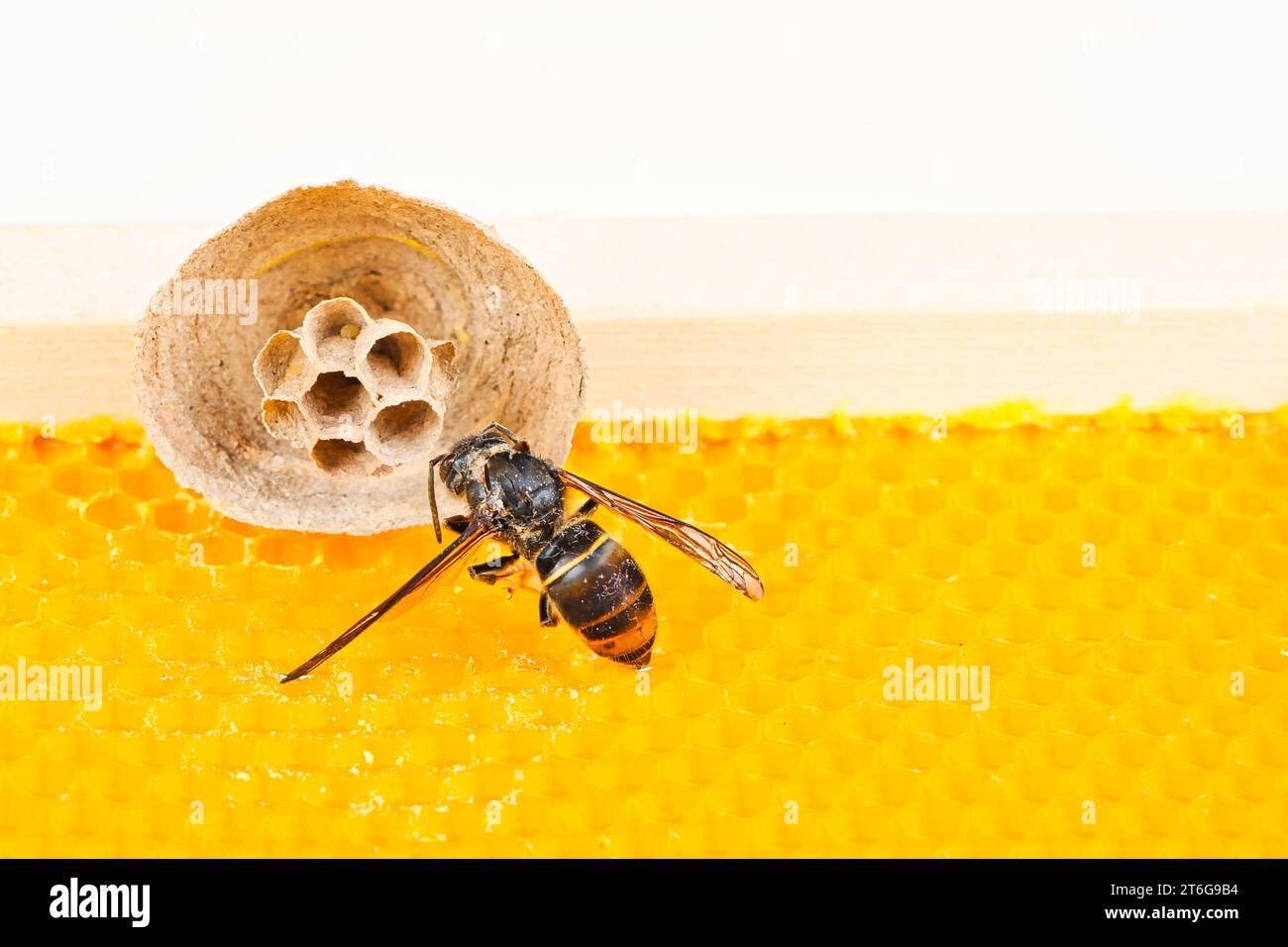 Macro picture of Asian hornets begin of nest on a new yellow frame of ...