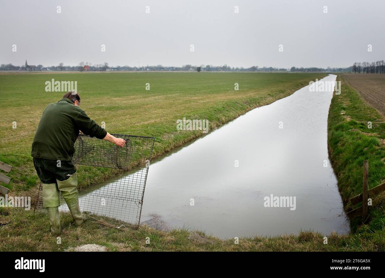The muskrat fighter stands by the ditch and places the catch cage in ...